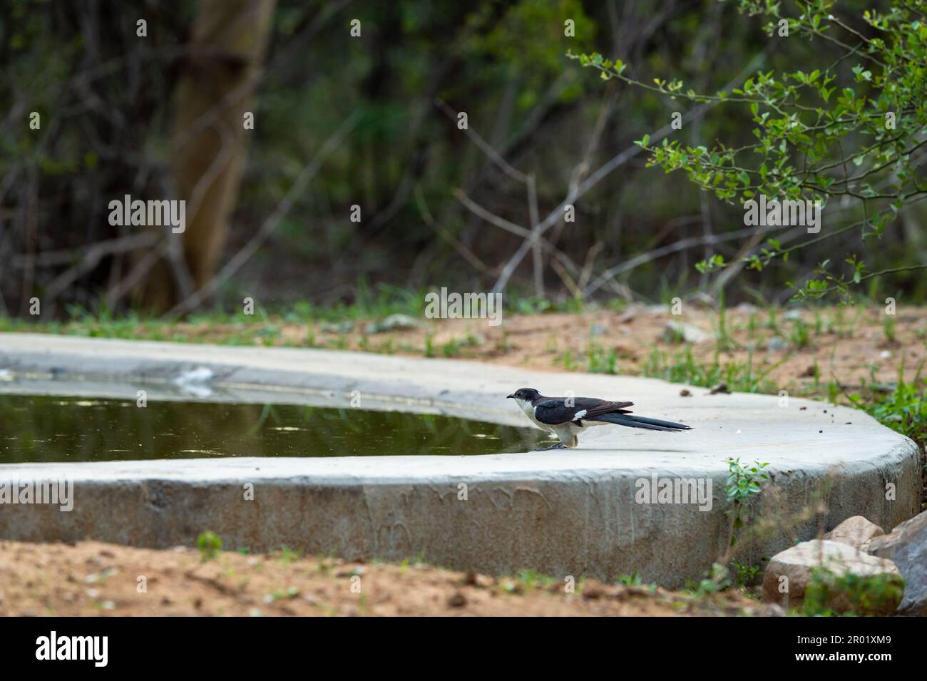 Jacobin cuckoo or pied cuckoo or the pied crested cuckoo or Clamator ...