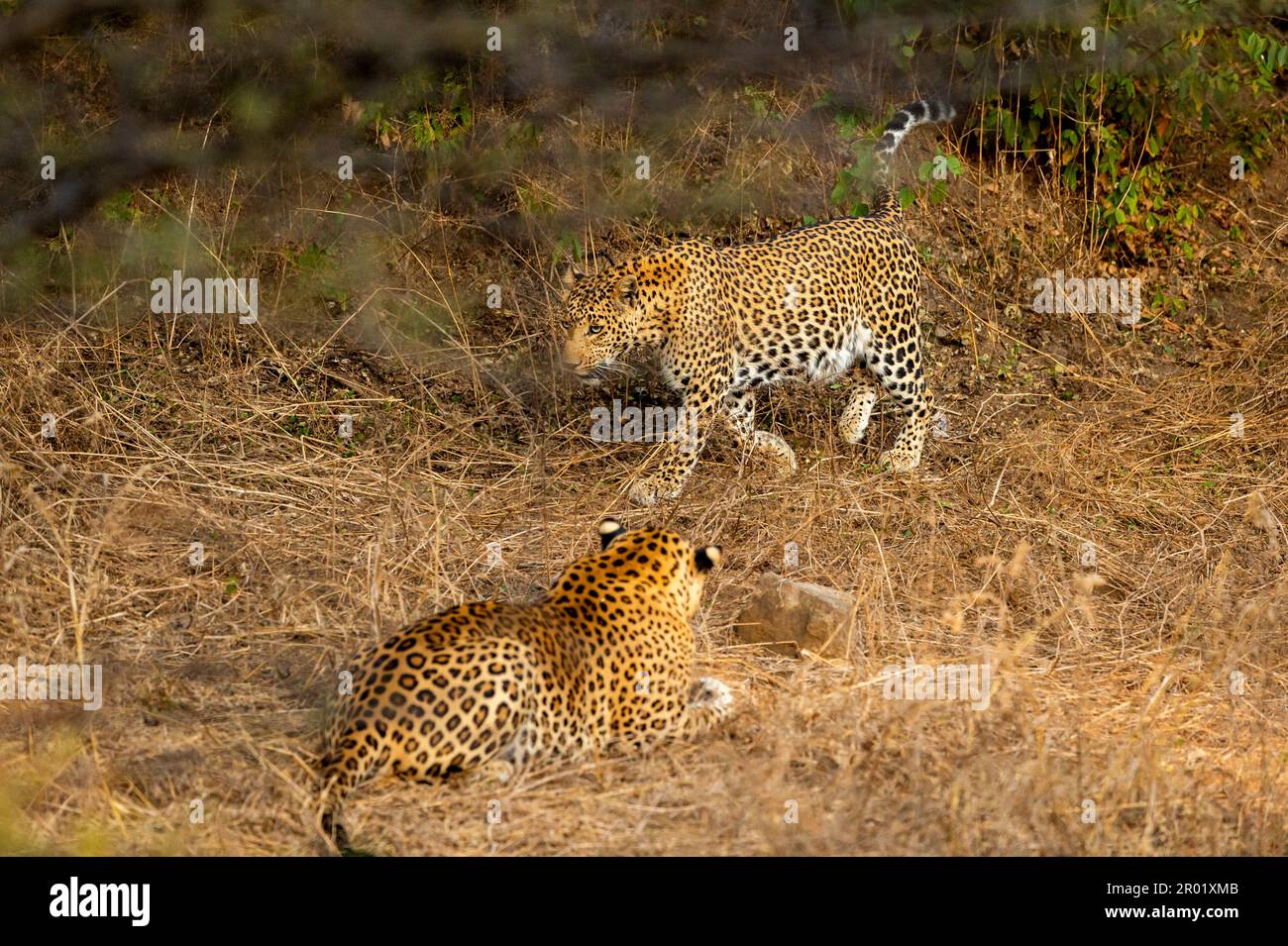 Habitat male female leopard hi-res stock photography and images - Alamy