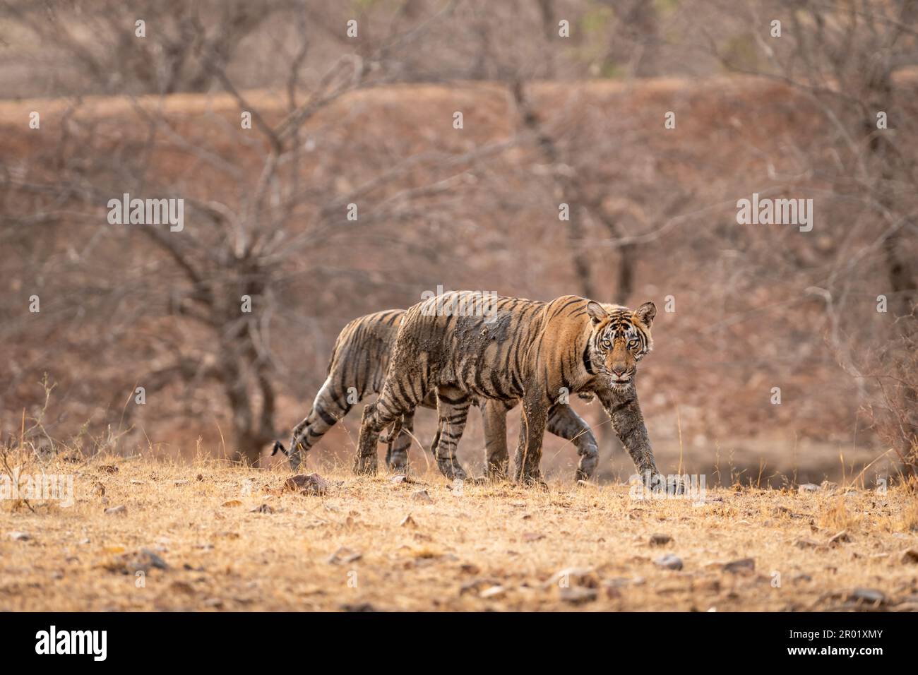 two wild male bengal tiger or panthera tigris cub walking side profile ...