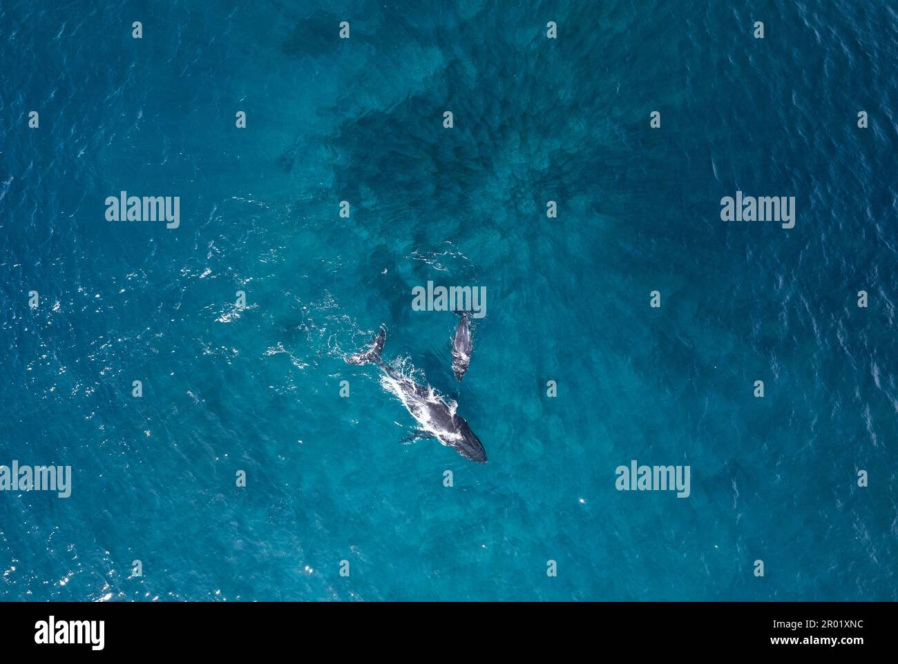 An aerial view of whales in the sea in Bass Point, Australia Stock ...