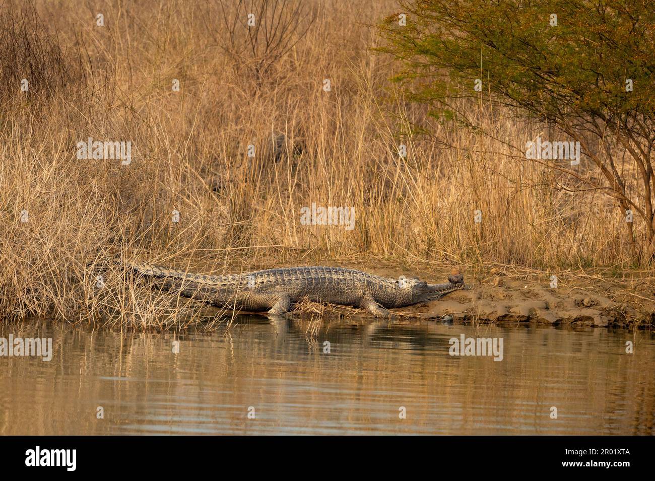 Gharial or Gavialis gangeticus in natural scenic habitat basking in sun ...