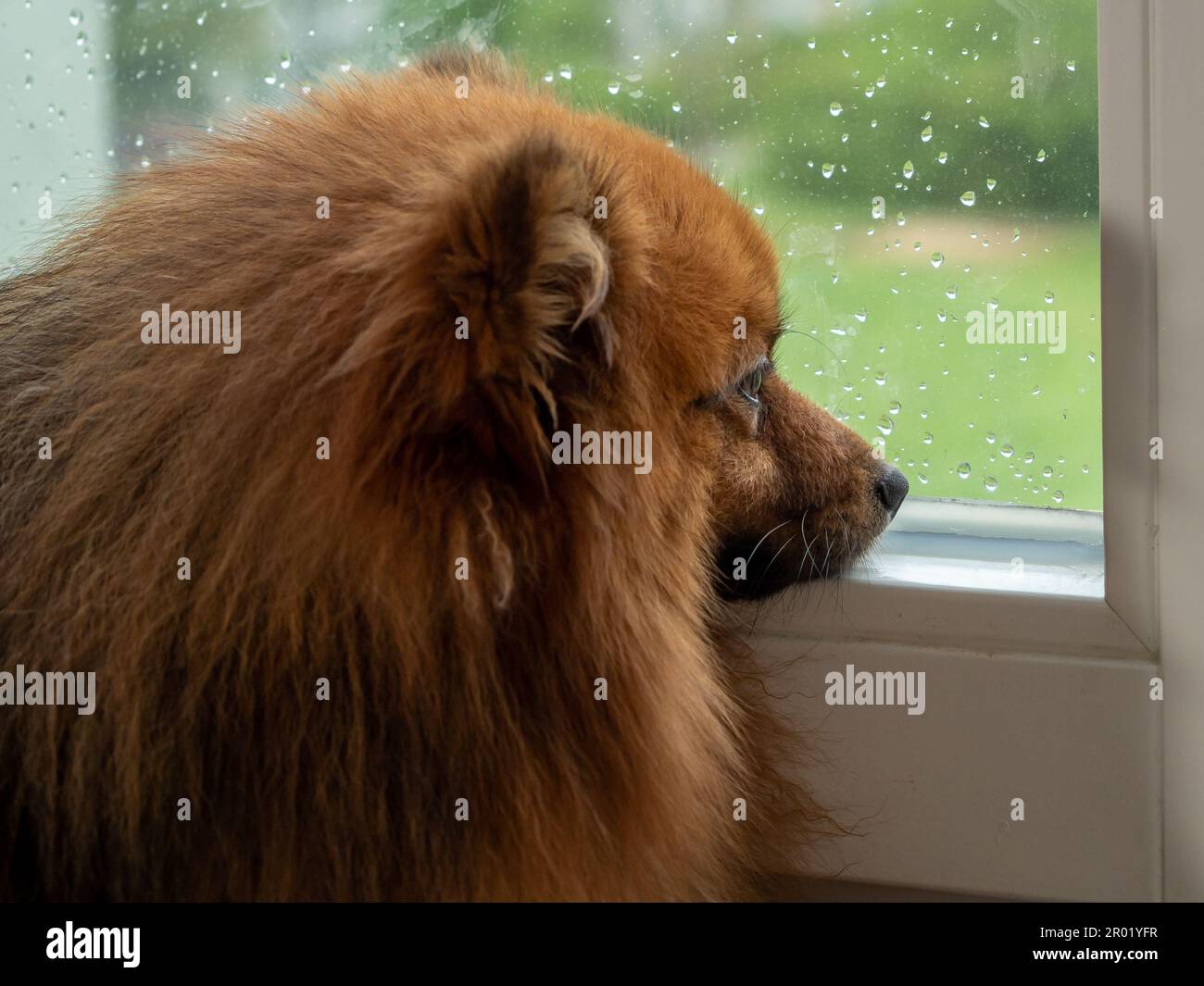 The dog looks out the window in rainy weather. Spitz dog at the window ...