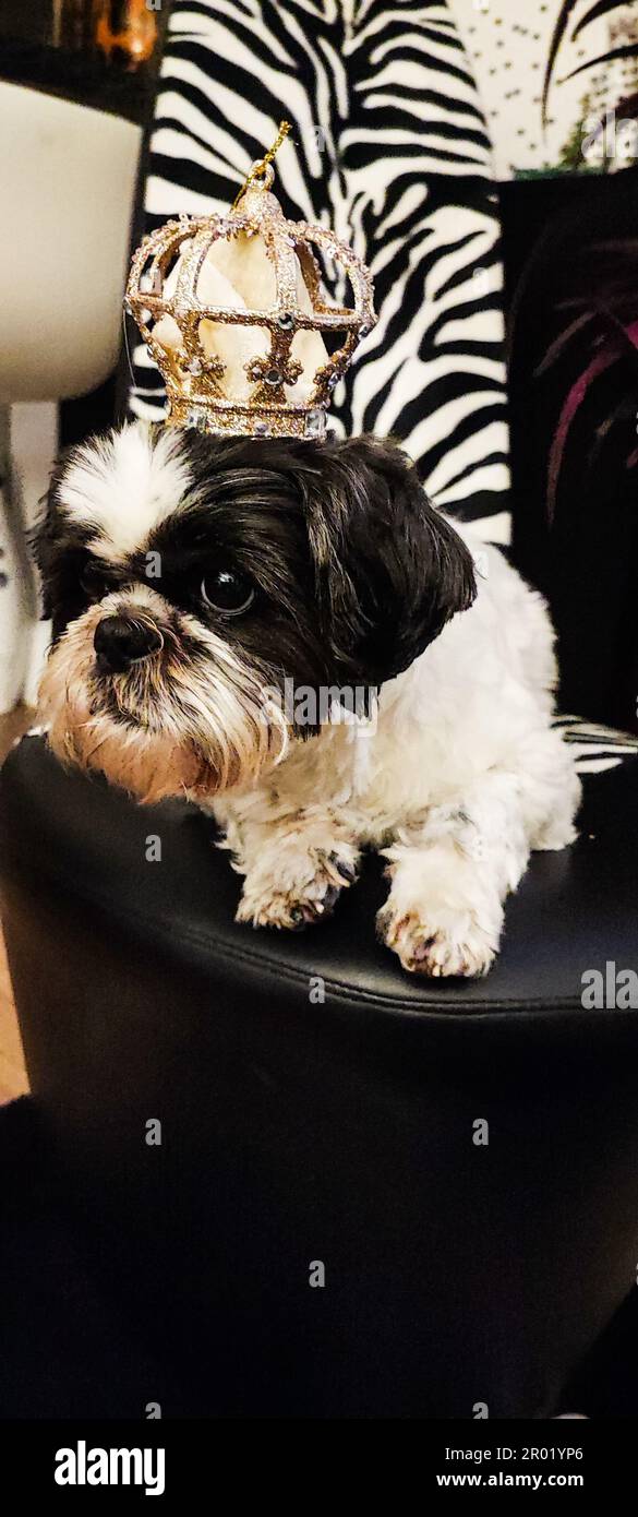 6th May 2023 shih tzu dog Nigel celebrates king charles coronation in ...