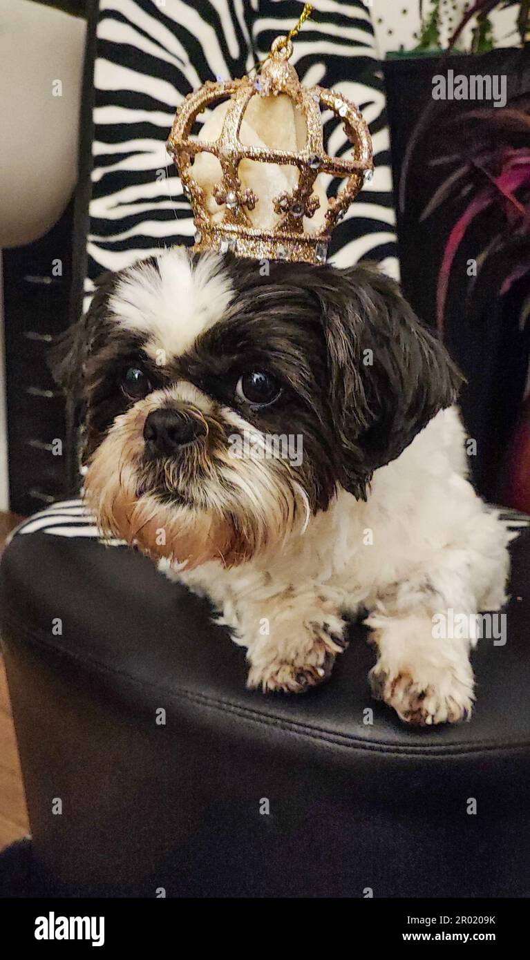 6th May 2023 shih tzu dog Nigel celebrates king charles coronation in ...