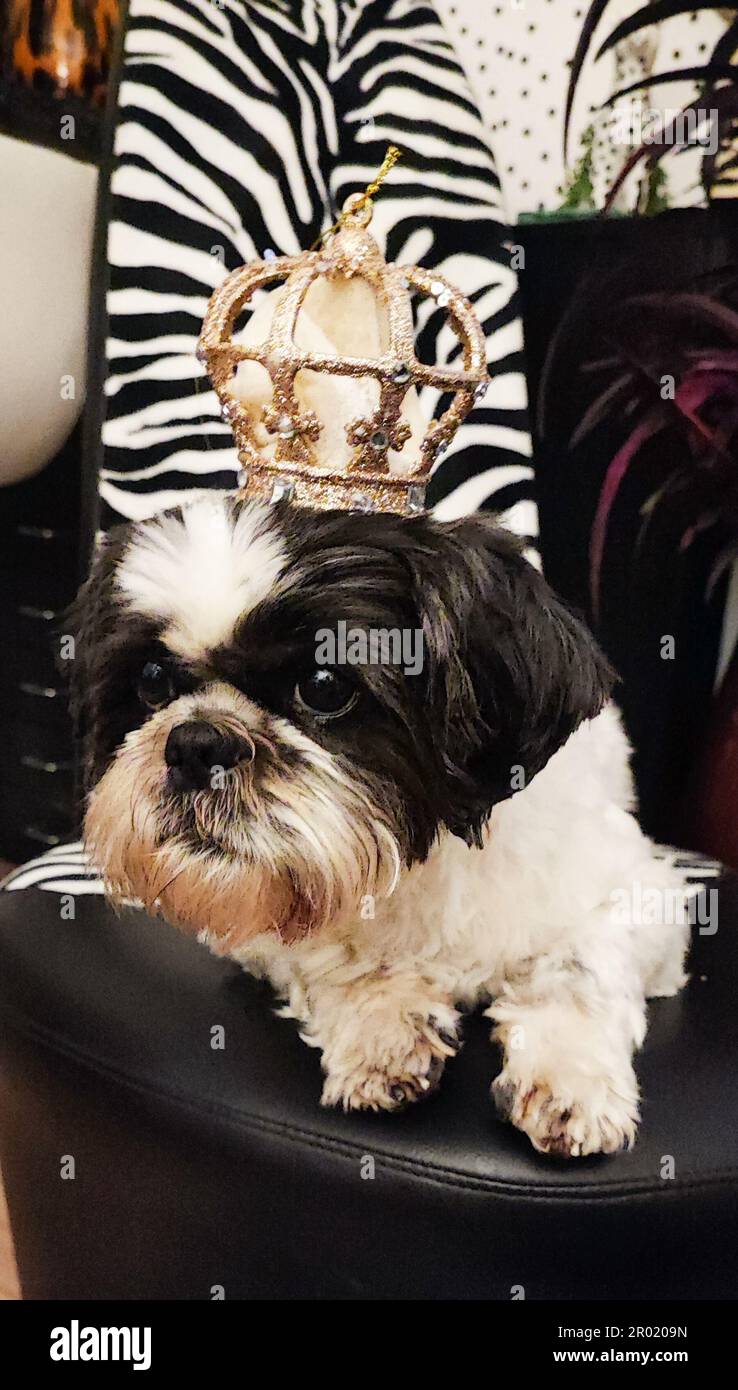 6th May 2023 shih tzu dog Nigel celebrates king charles coronation in ...