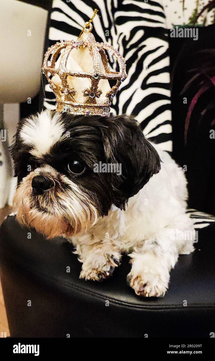 6th May 2023 shih tzu dog Nigel celebrates king charles coronation in ...