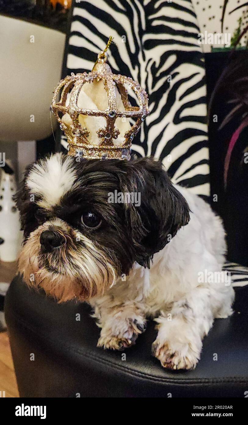 6th May 2023 shih tzu dog Nigel celebrates king charles coronation in ...