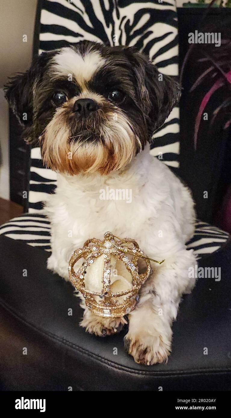 6th May 2023 shih tzu dog Nigel celebrates king charles coronation in ...