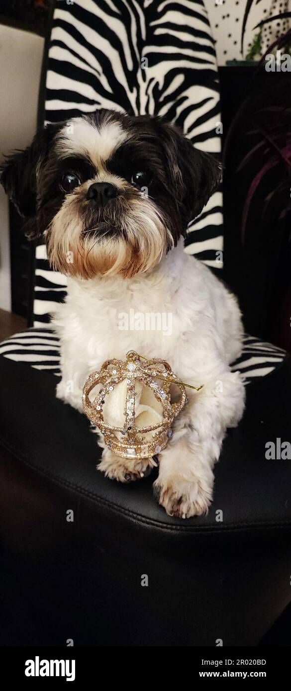 6th May 2023 shih tzu dog Nigel celebrates king charles coronation in ...