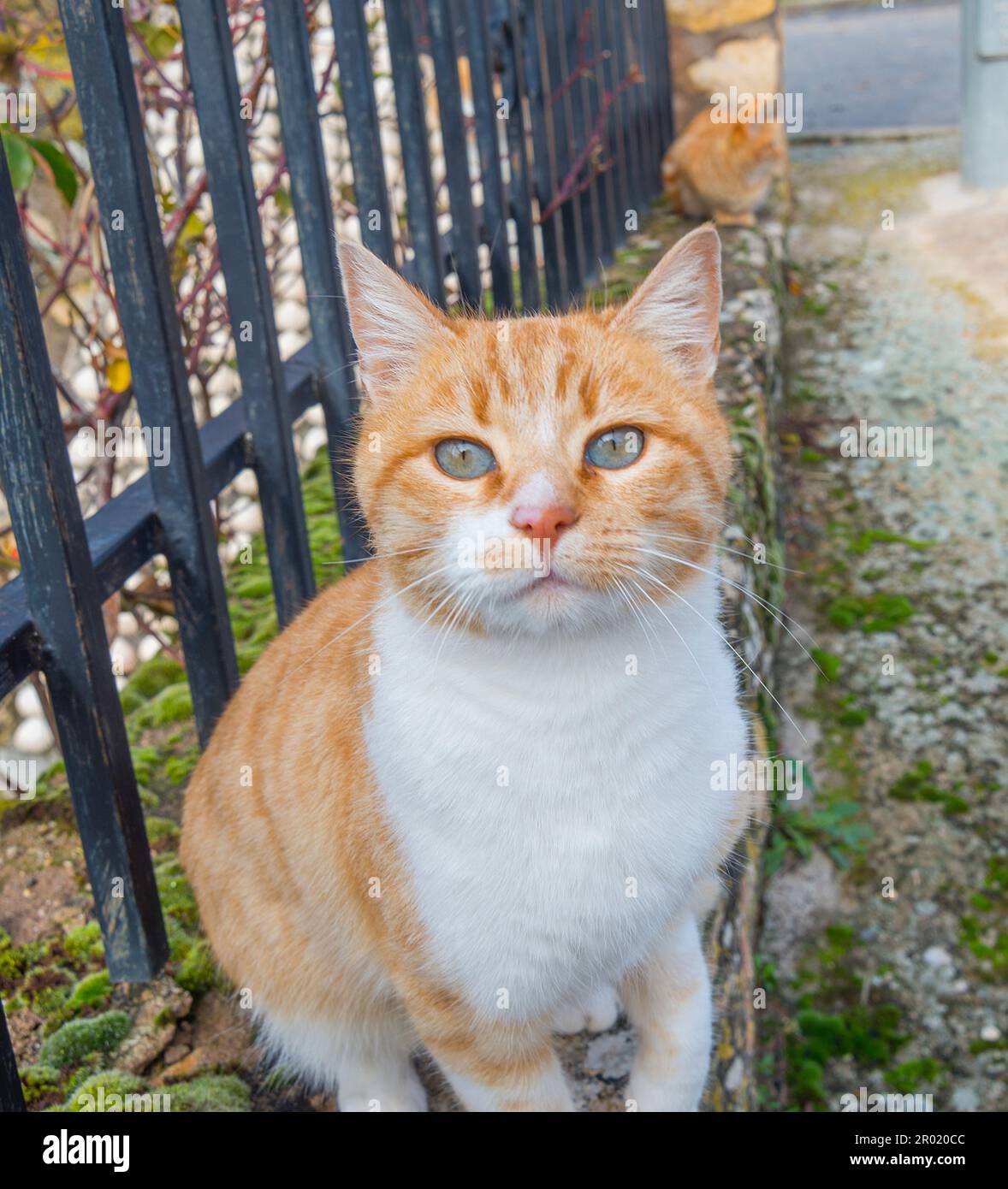 Tabby and white cat Stock Photo - Alamy