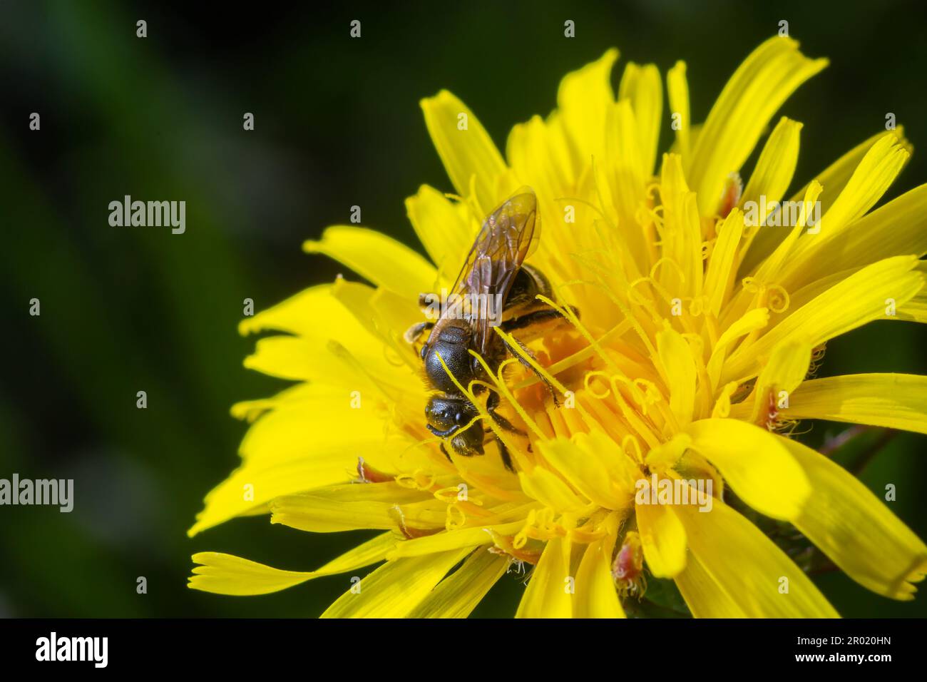 An isolated single specimen of honey bee taking pollen on the yellow ...