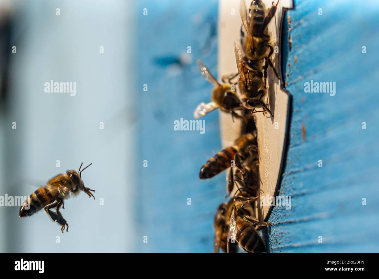 Group of bees near a beehive, in flight. Wooden beehive and bees. Bees ...