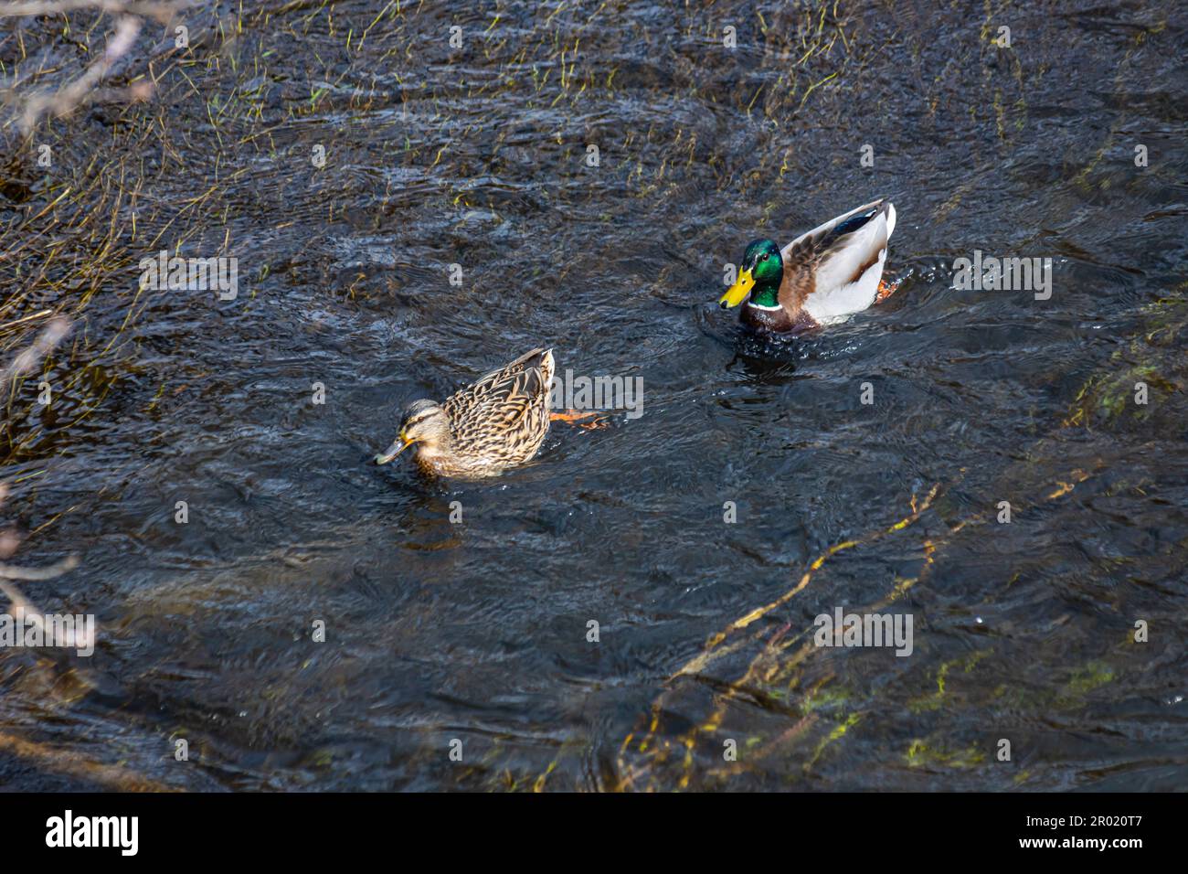 A pair of Mallard ducks resting motionless on a tree trunk. Sitting in ...