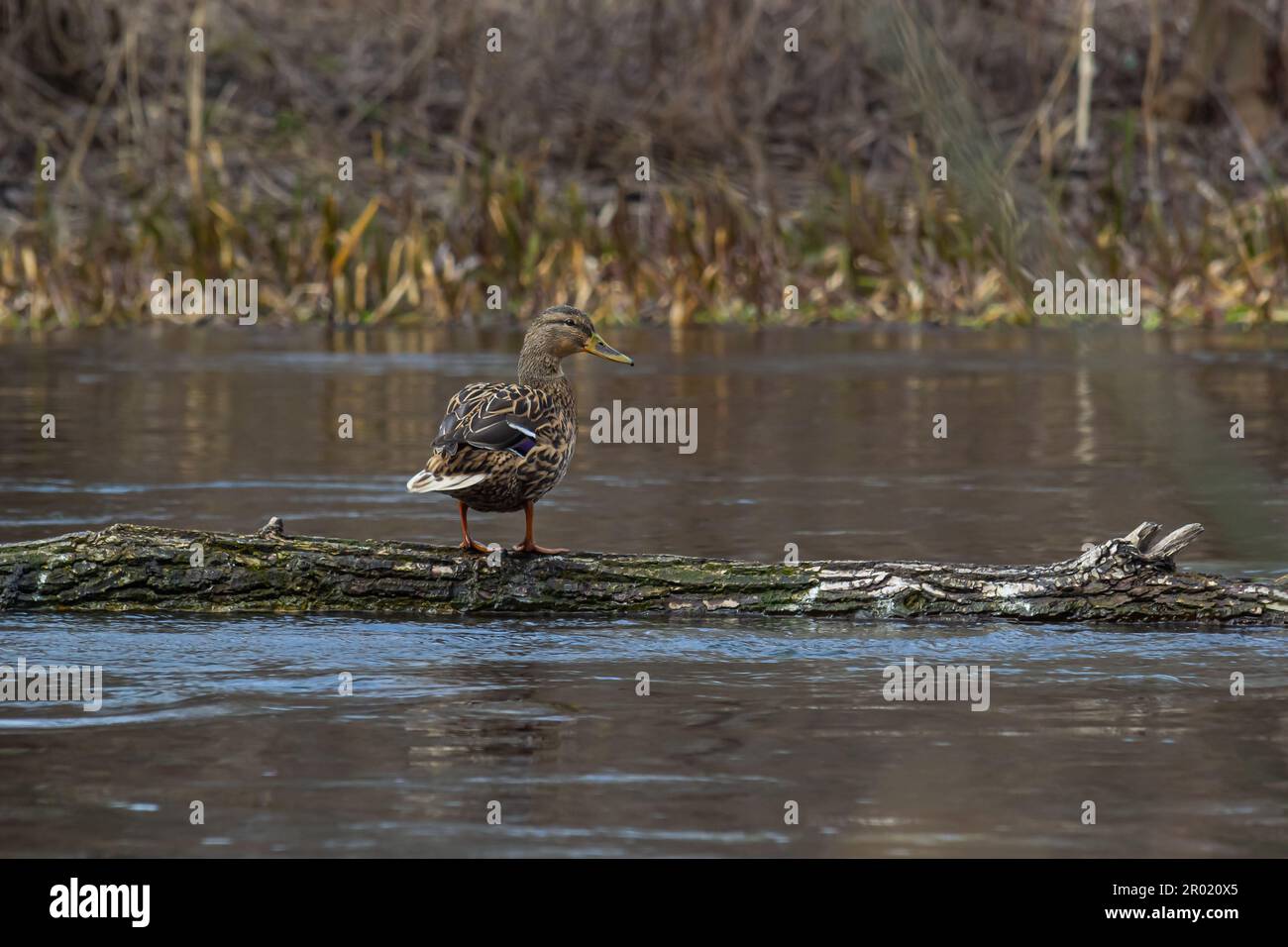 A pair of Mallard ducks resting motionless on a tree trunk. Sitting in ...