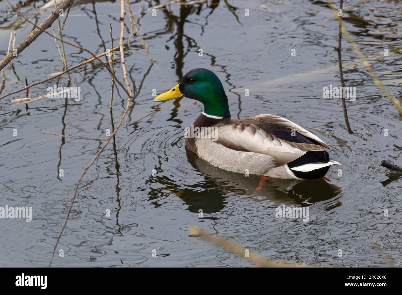 Mallard duck swimming on a pond picture with reflection in water. One ...