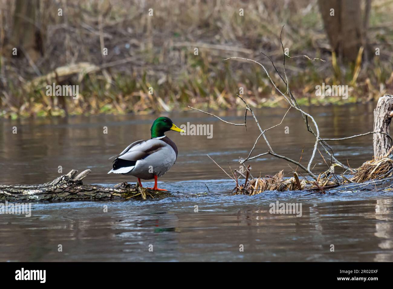 Mallard duck swimming on a pond picture with reflection in water. One ...