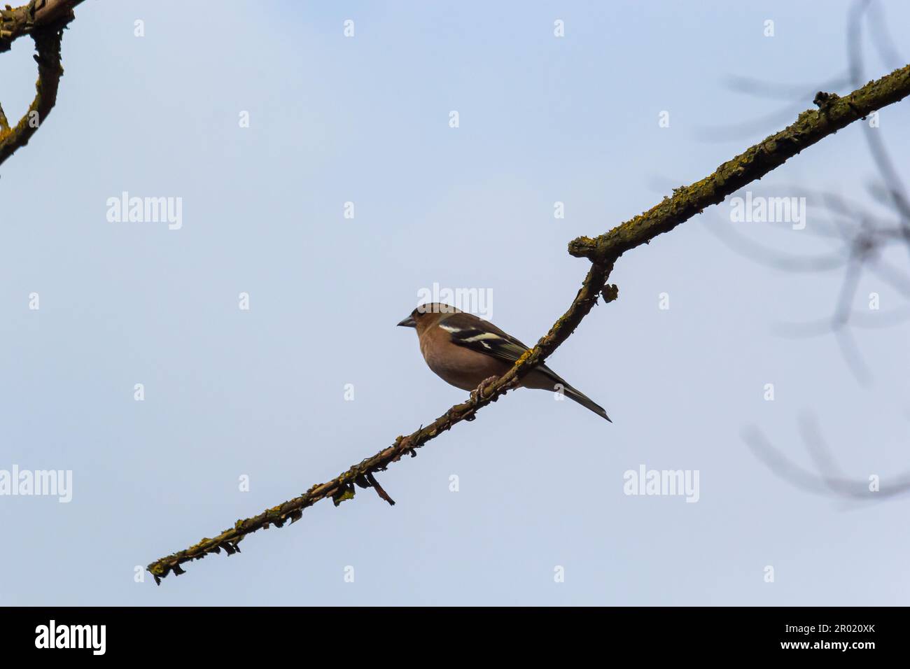 Common chaffinch sits on a tree. Beautiful songbird Common chaffinch in ... Common chaffinch sits on a tree. Beautiful songbird Common chaffinch in ...