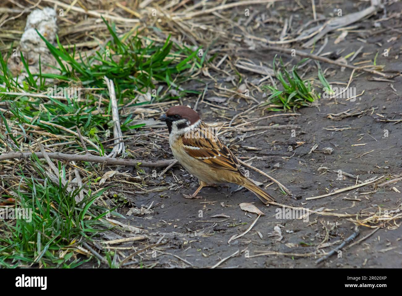 Eurasian tree sparrow Passer montanus. Portrait photos of common forest ...
