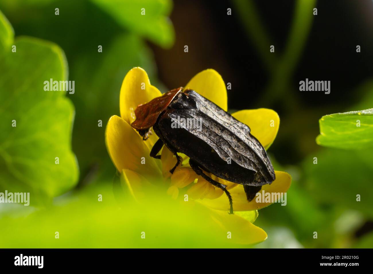 a carrion beetle - Oiceoptoma thoracica sits on a yellow flower in ...