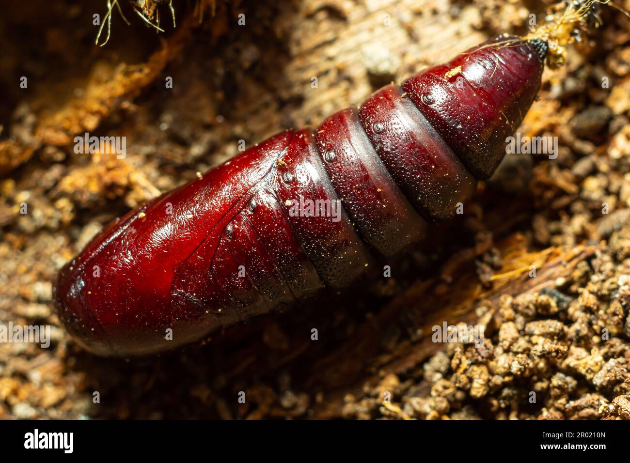 Brown chrysalis of a turnip moth Agrotis segetum on brown garden soil ...