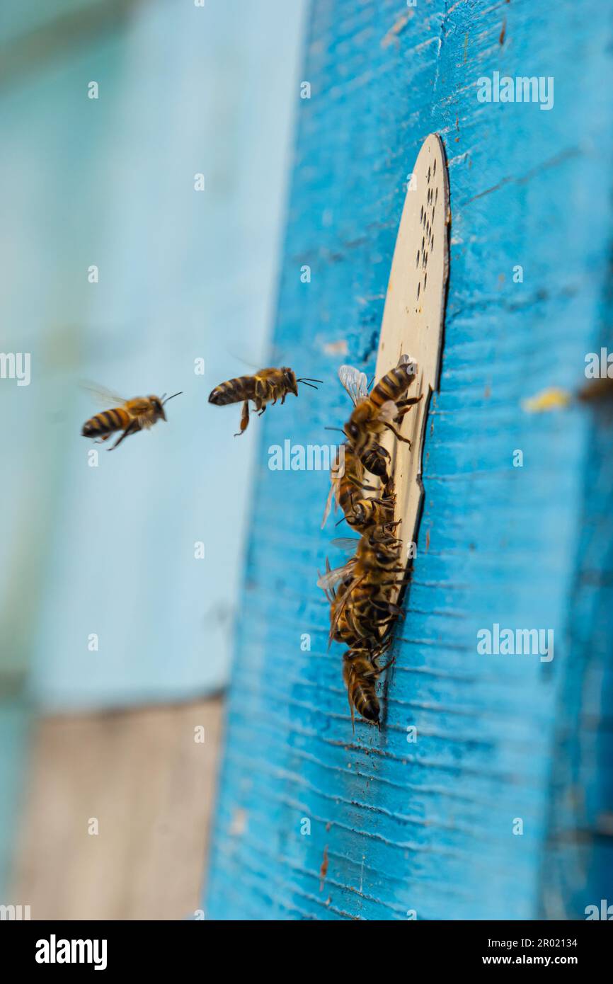 Group of bees near a beehive, in flight. Wooden beehive and bees. Bees ...