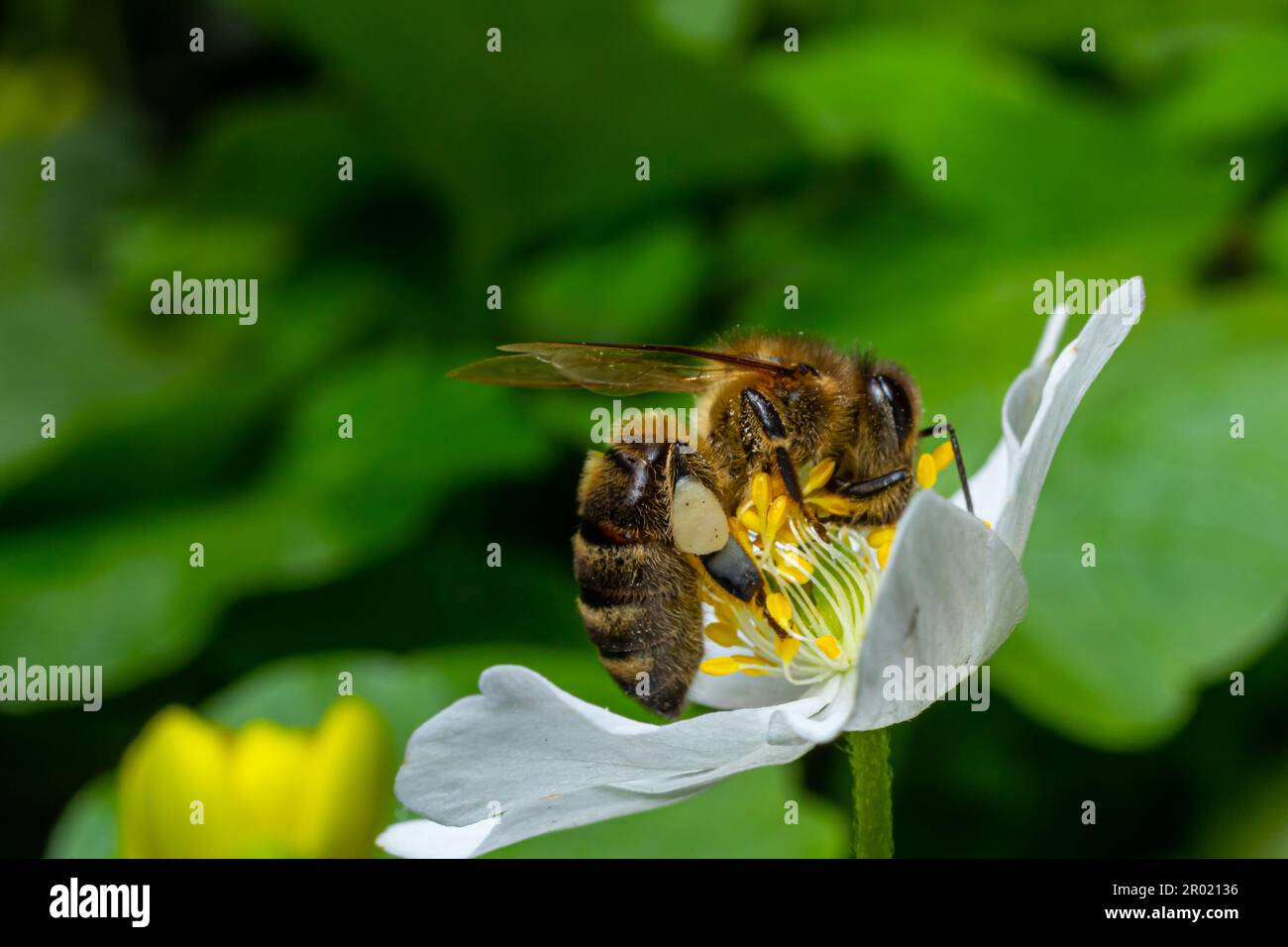 Bee, Western honey bee - Apis mellifera, with pollen sits on the flower of wood anemone Stock ...