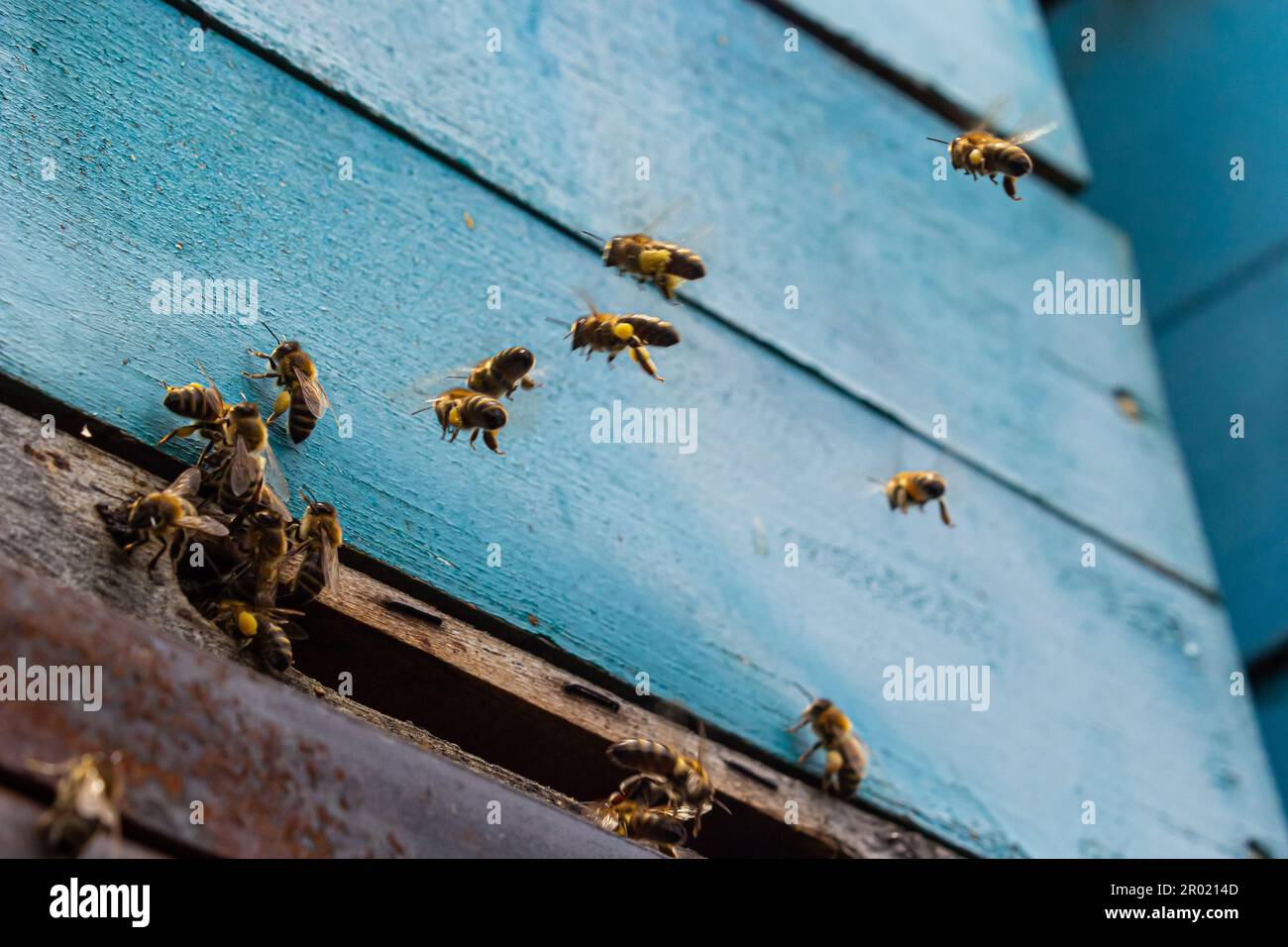 Group of bees near a beehive, in flight. Wooden beehive and bees. Bees ...