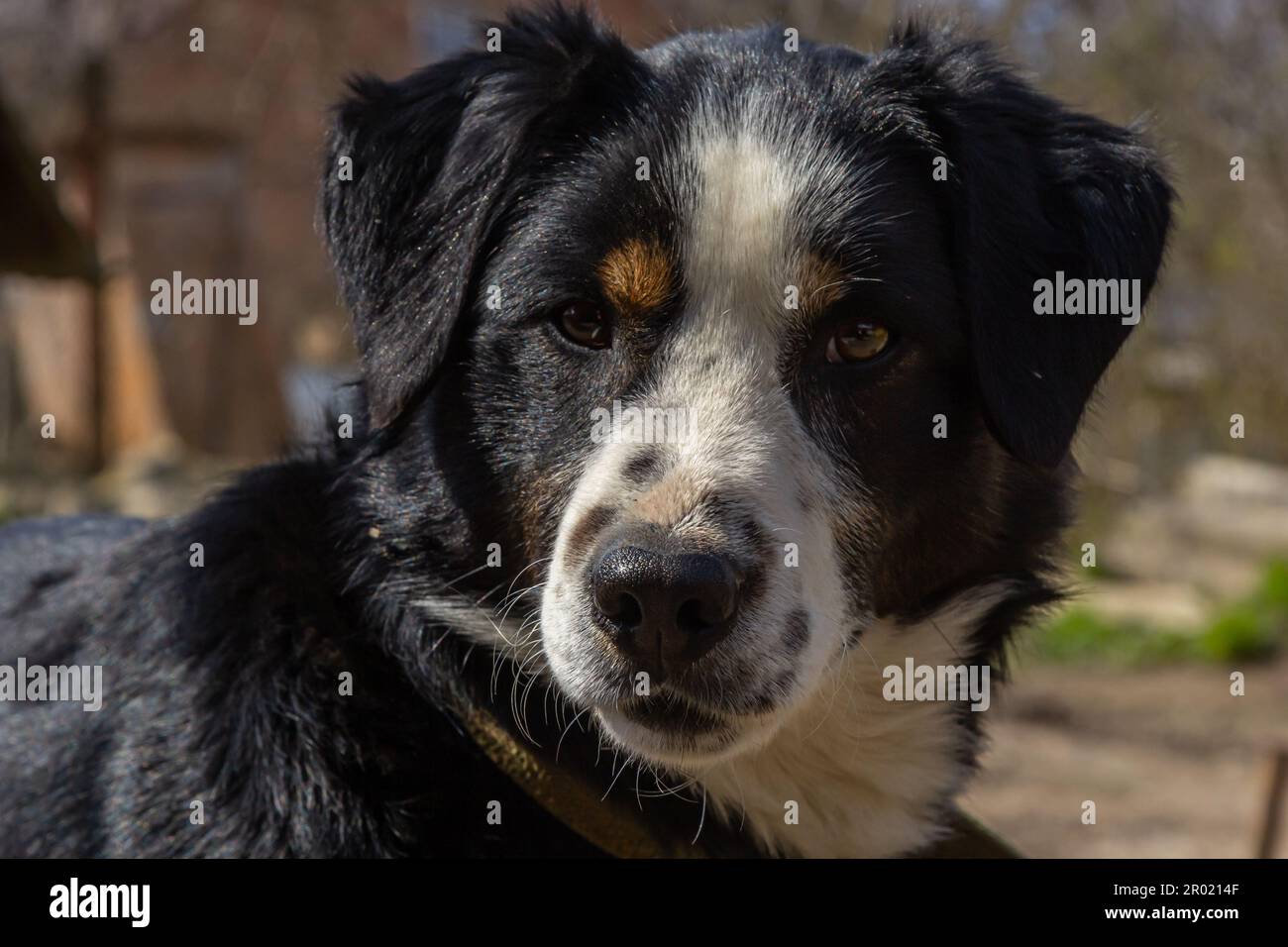 Black mongrel dog on chain on old weathered wooden kennel background on ...