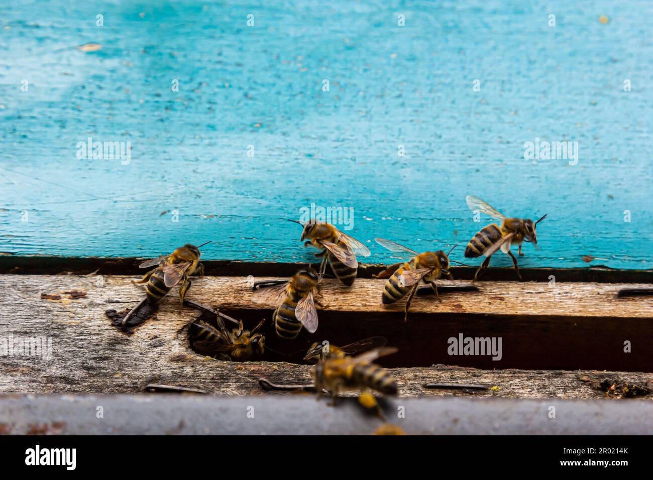 Group of bees near a beehive, in flight. Wooden beehive and bees. Bees fly out and fly into the ...
