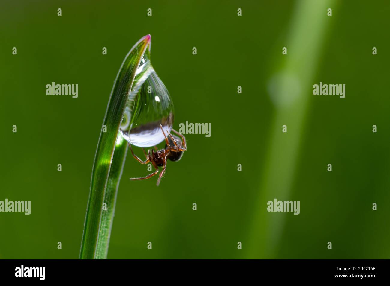 spider sits on green grass in dew drops. small black spider on the ...