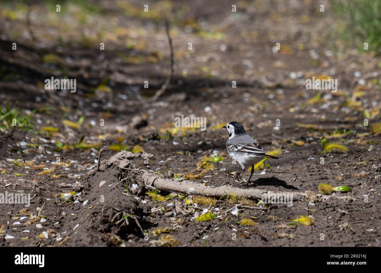 White Wagtail - Motacilla alba, small popular passerine bird from ...