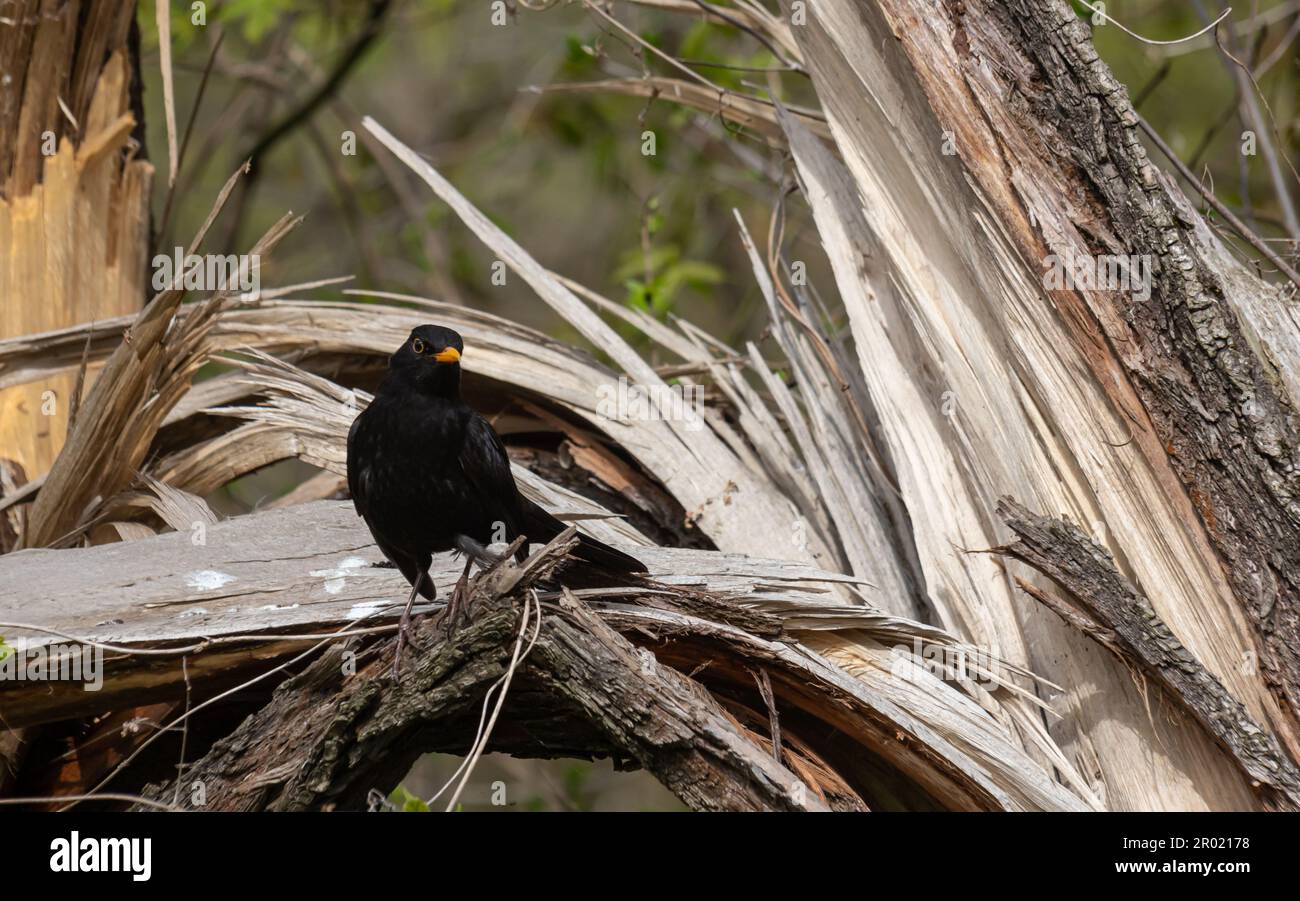 The common blackbird Turdus merula is a relatively large and long ...