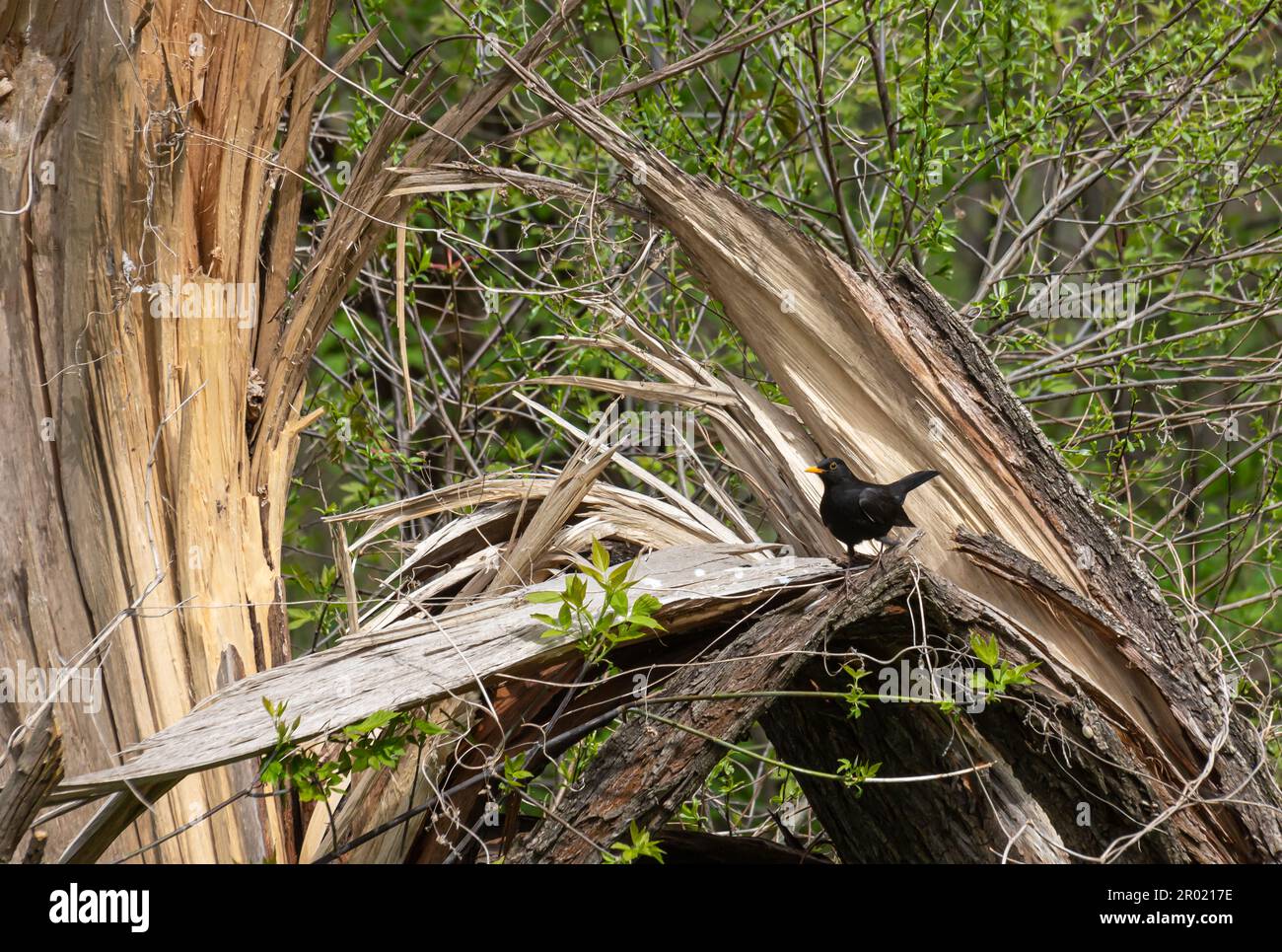 The common blackbird Turdus merula is a relatively large and long ...