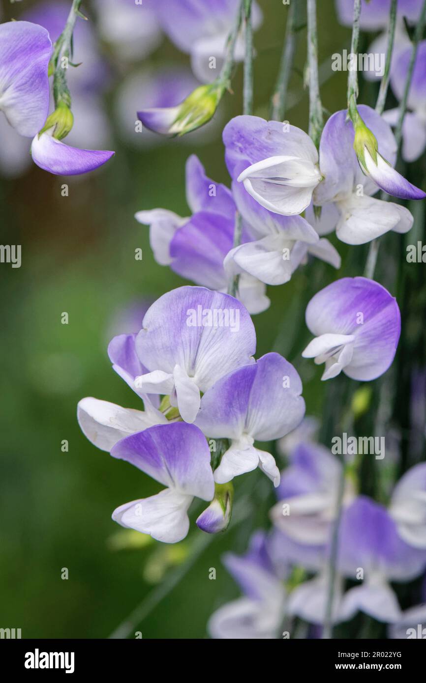 Weeping blue broom (Psoralia fleta), native to East and South Africa ...