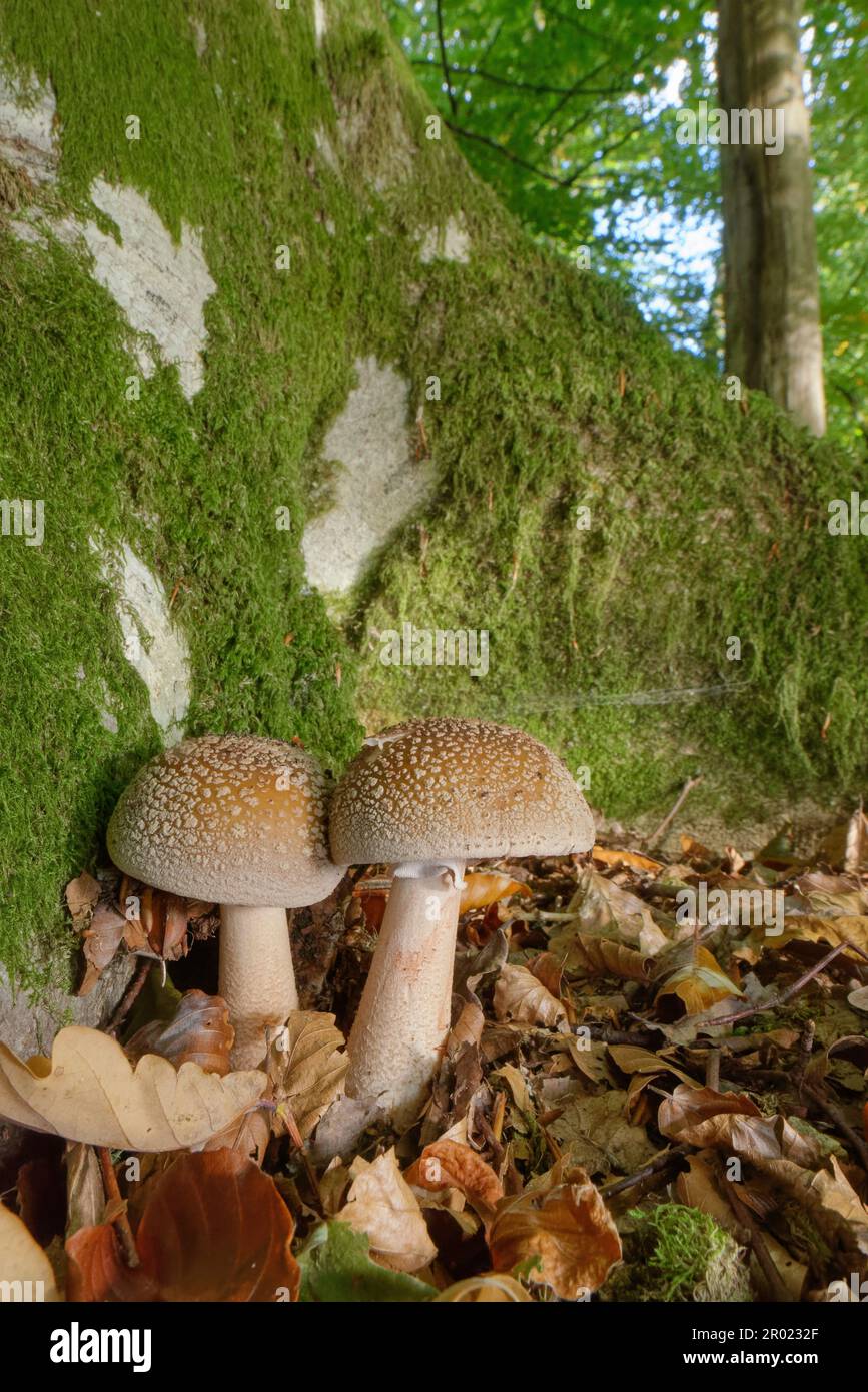 Blusher (Amanita rubescens) mushrooms growing at the base of an English ...