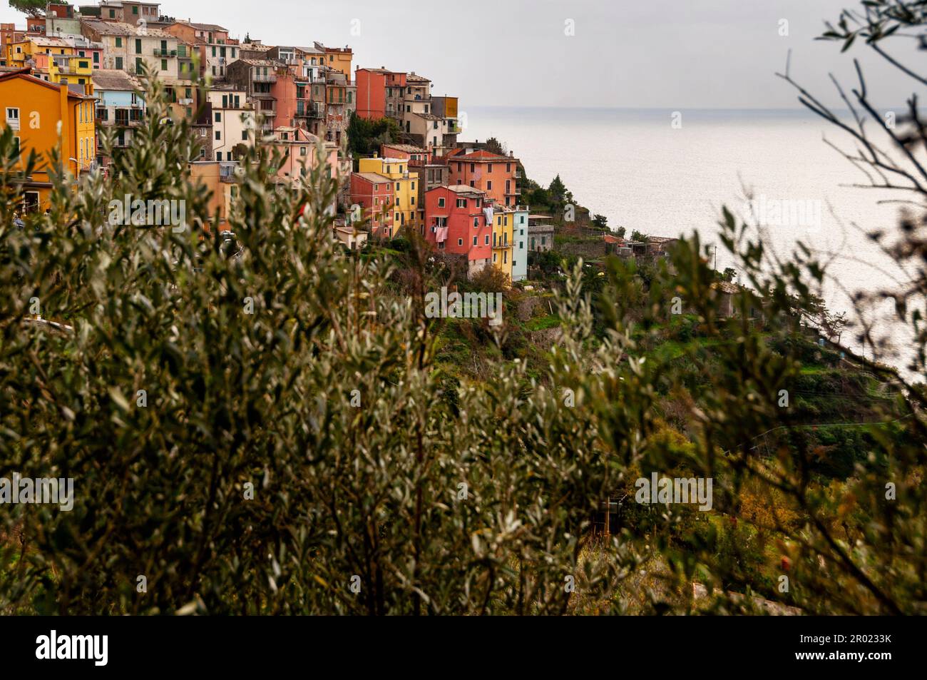 The Azure Path past olive groves by the Mediterranean Sea in Cinque ...
