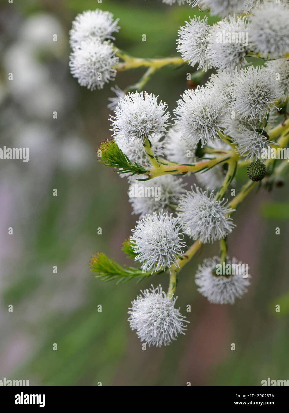 Button bush / Kolkol (Berzelia cf. lanuginosa) from South African ...