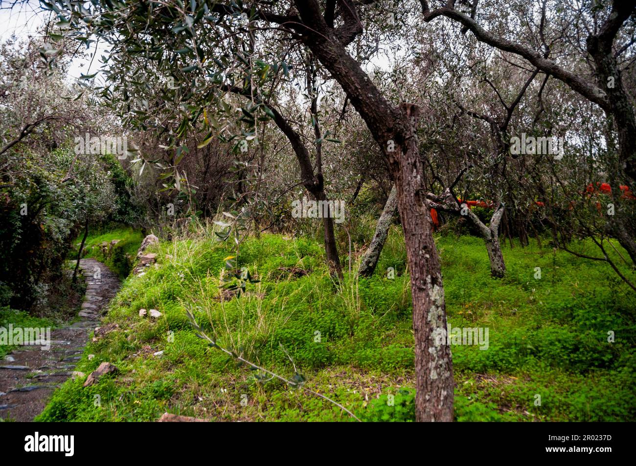 The Azure Path in Cinque Terre National Park from the village of ...