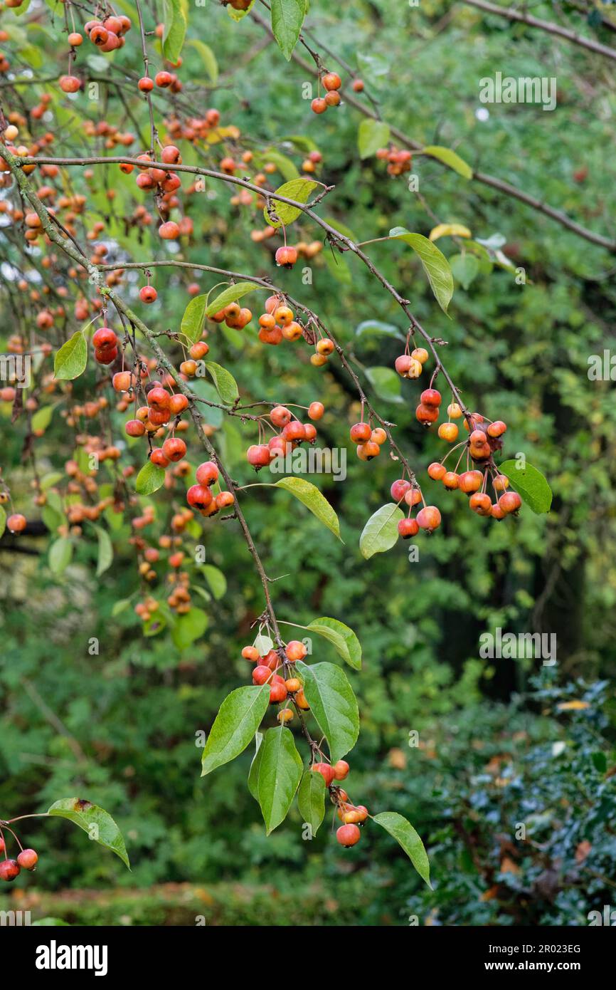 Crab apple (Malus sylvestris) tree fruiting in profusion in a garden ...