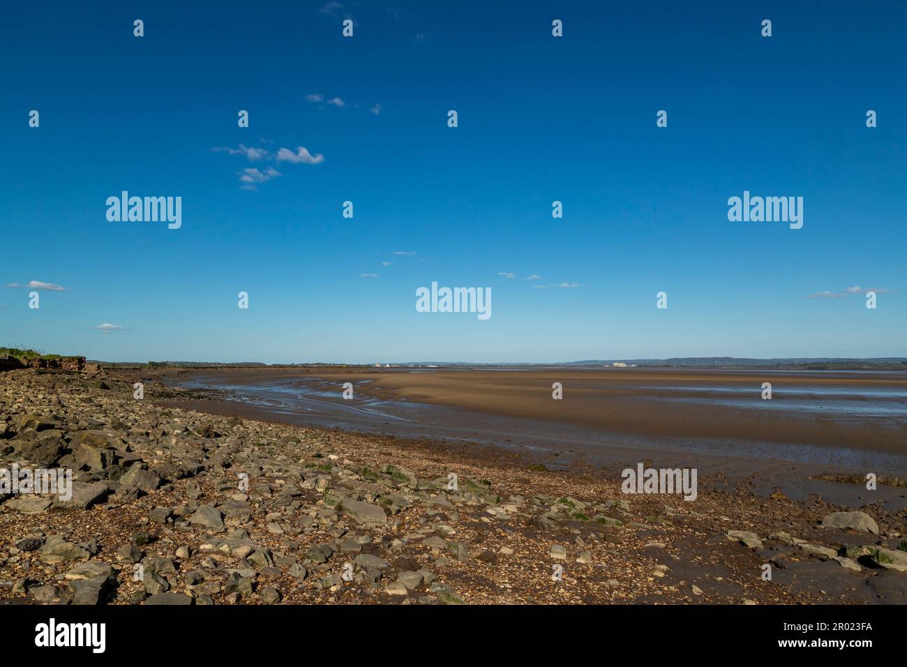 Severn estuary wildlife hi-res stock photography and images - Alamy