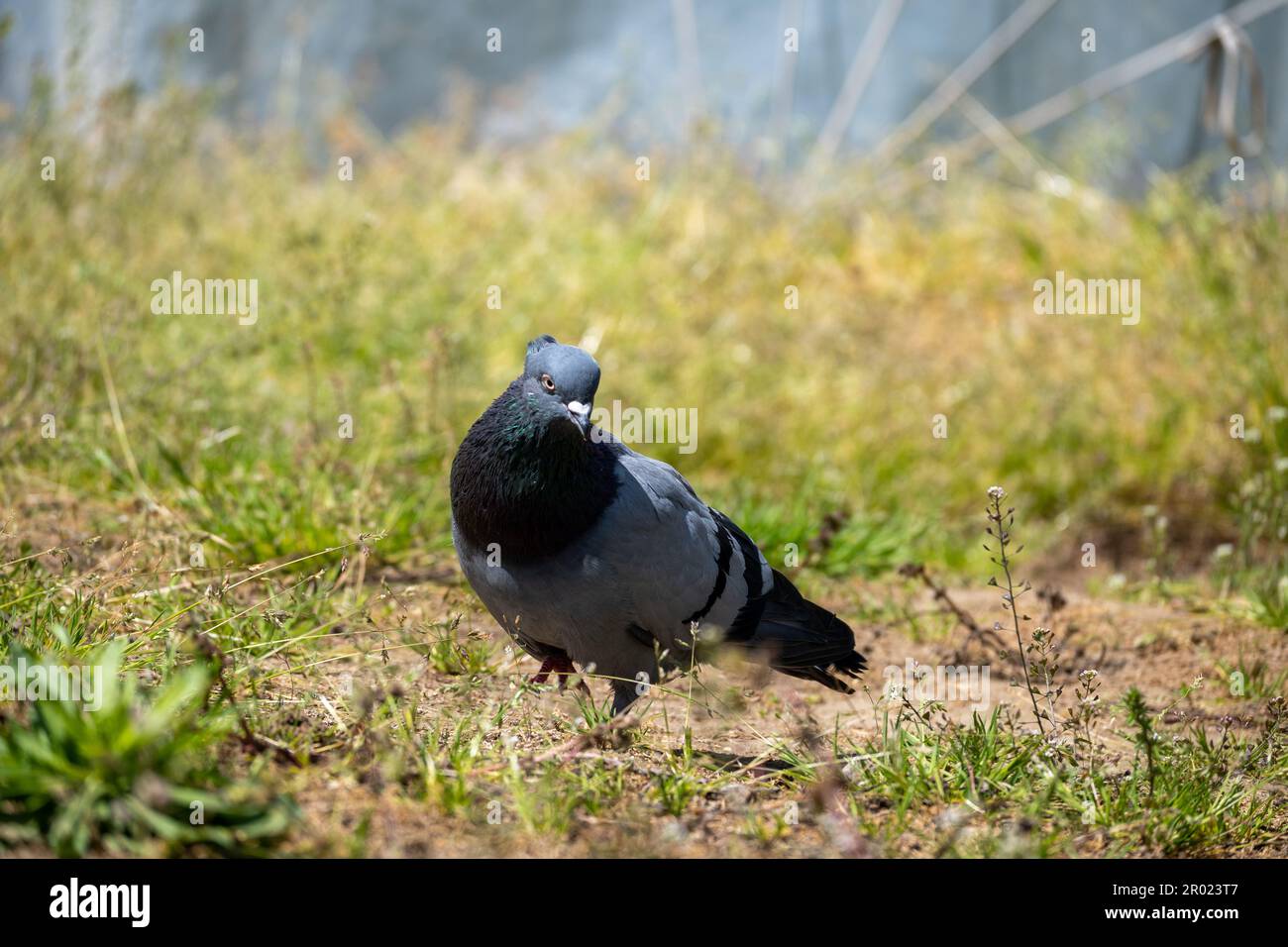 Pigeon walking down the yard Stock Photo - Alamy