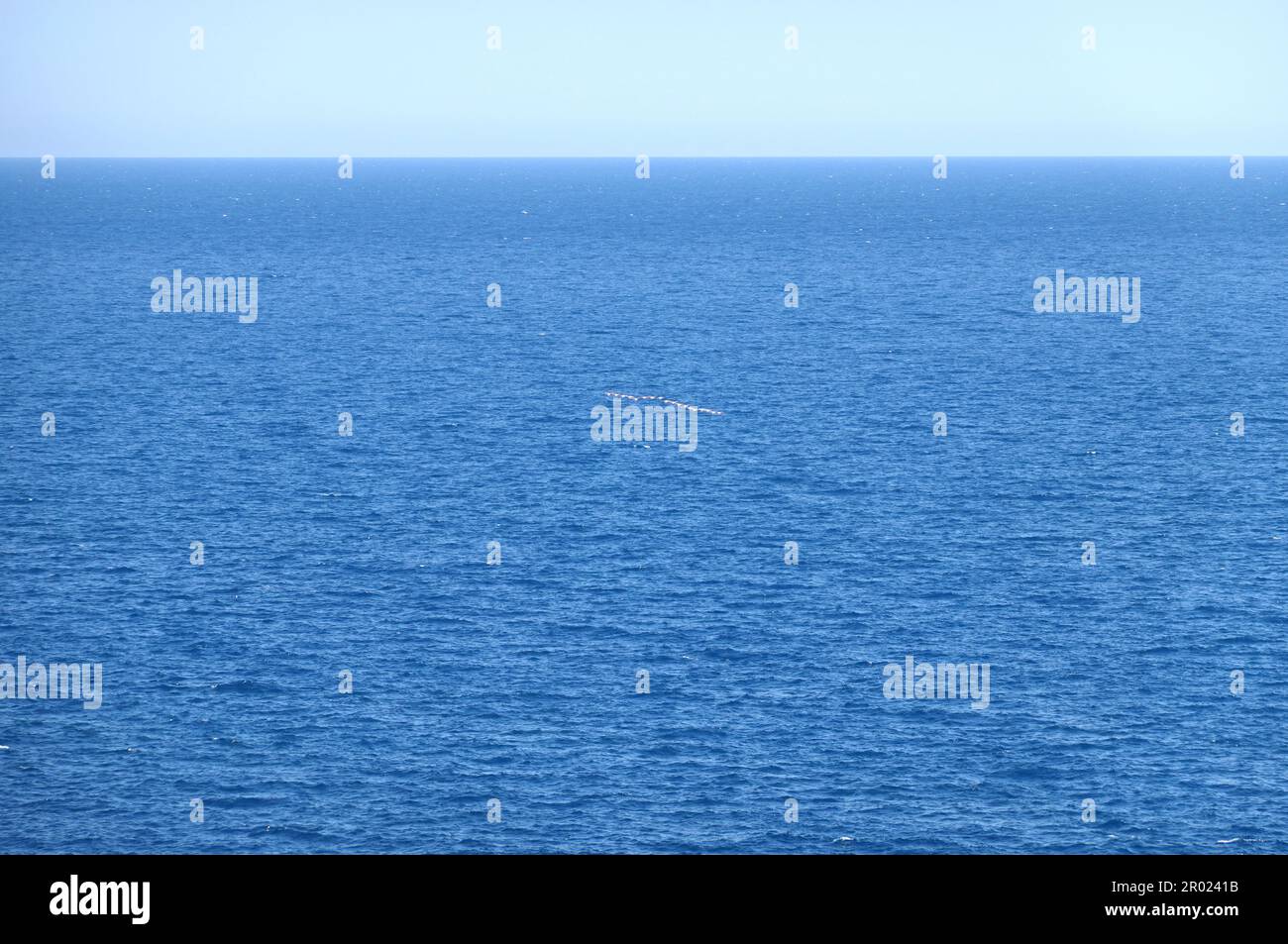 Azure sea surface with small waves till skyline and string of seagulls ...