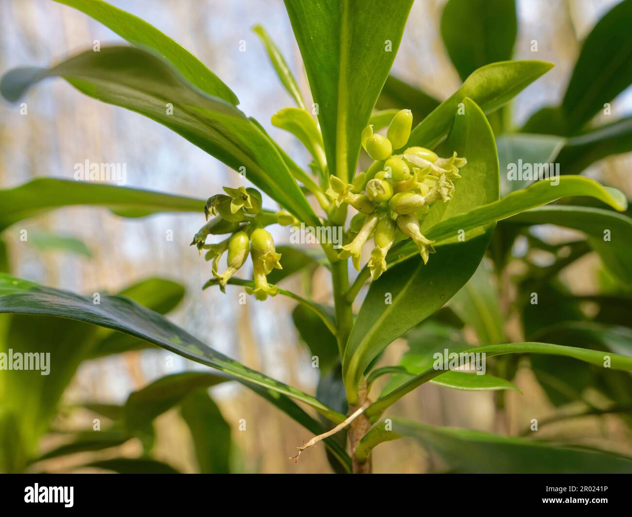 Spurge laurel (Daphne laureola) flowering in woodland on a limestone ...