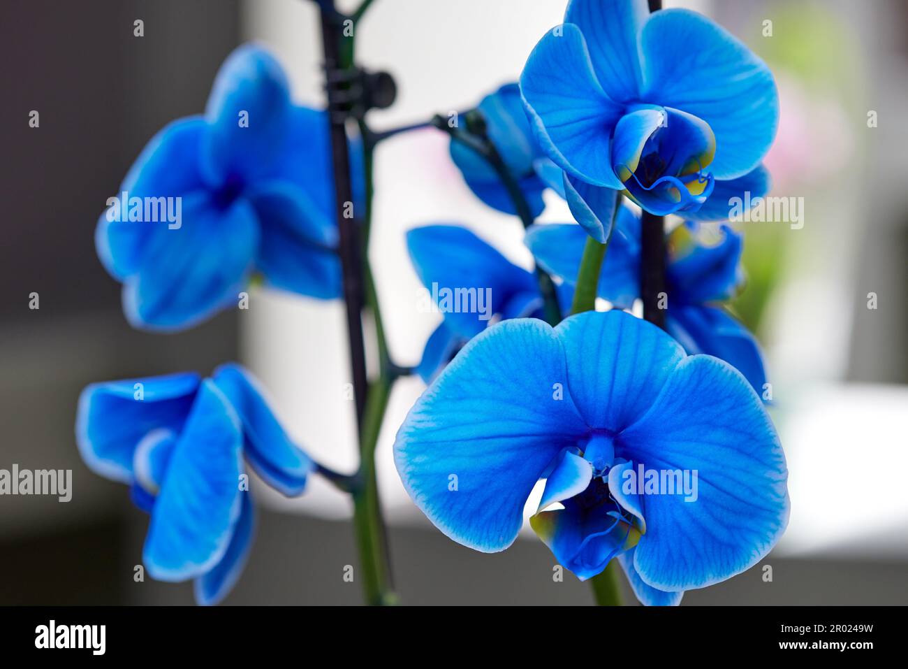 Bouquet of beautiful blue orchids - close up view Stock Photo - Alamy