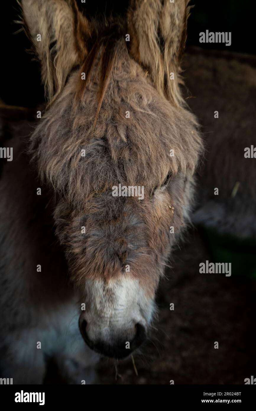 A female donkey in a stable Stock Photo - Alamy