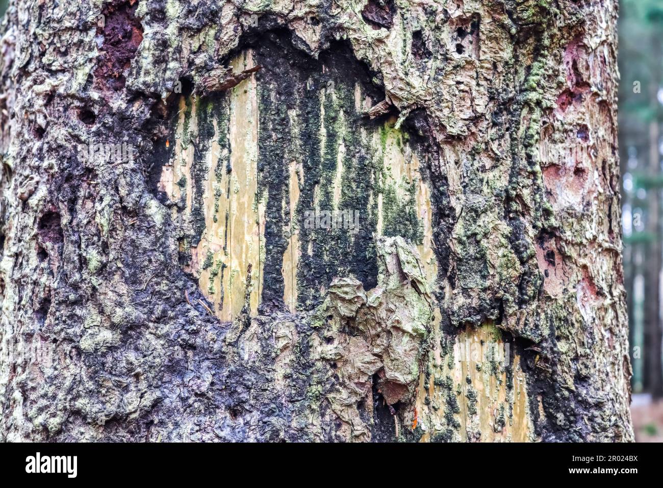 Close up view on very detailed tree bark texture in high resolution ...