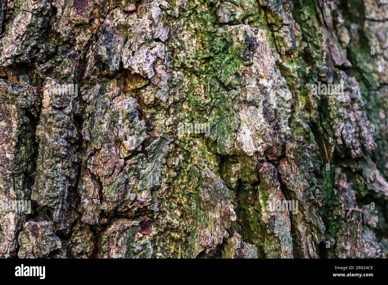 Close up view on very detailed tree bark texture in high resolution ...