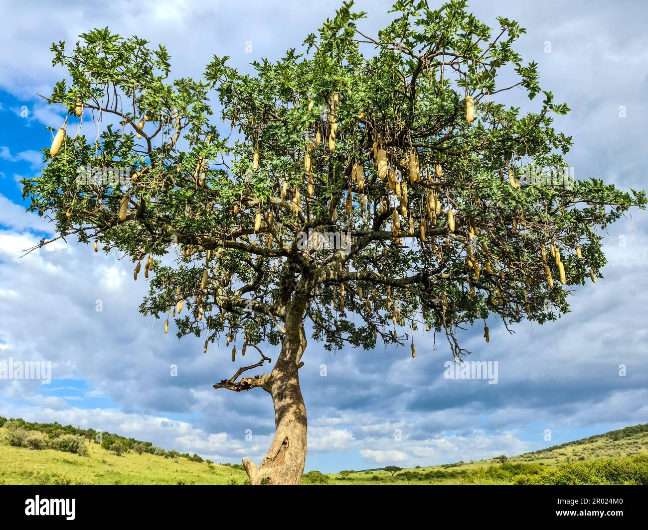 A beautiful sausage tree Kigelia africana in the savannah of Kenya in ...