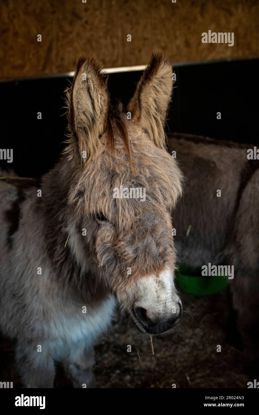 A female donkey in a stable Stock Photo - Alamy