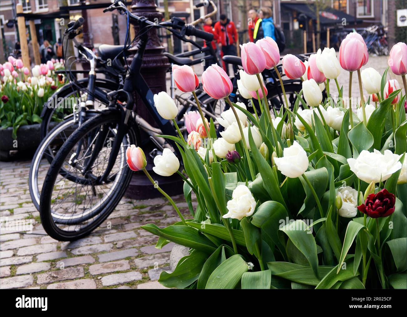 Traditional Amsterdam scene with bicycle and tulips Stock Photo - Alamy